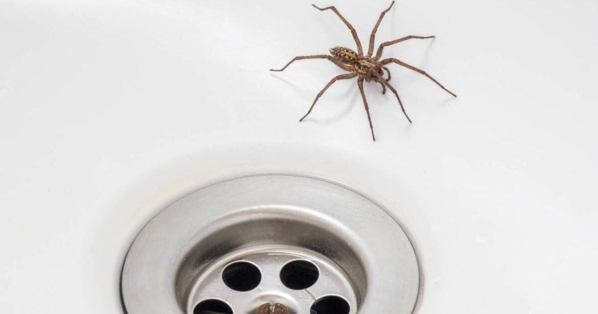 How to keep spiders out of your home