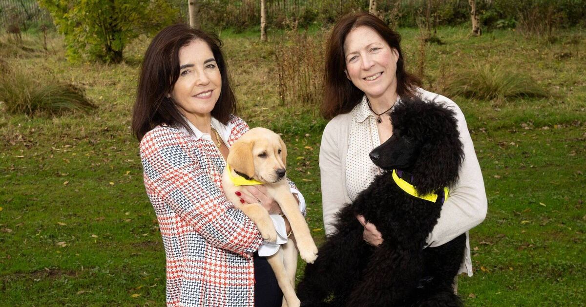 All About Cork: Dogs for Disabled charity to raise €500k for new home