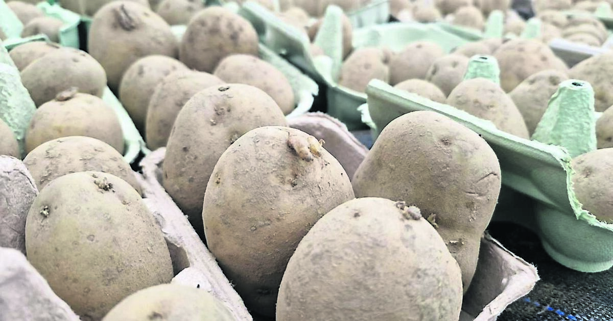 In the garden: Work on spuds and rhubarb in your veg patch