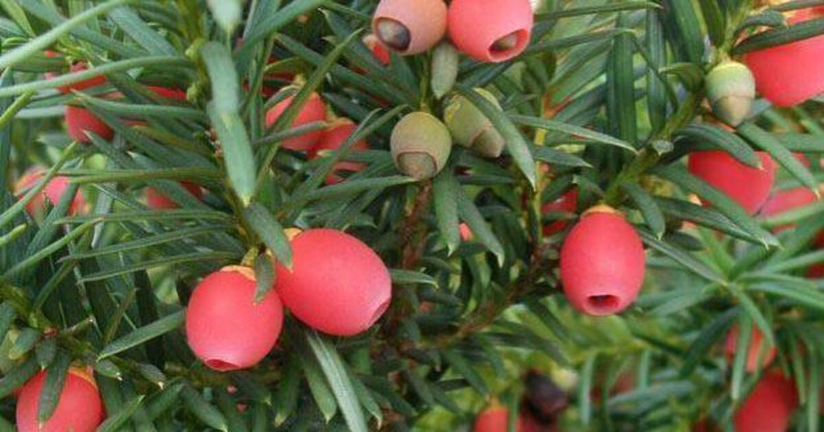 In the garden: Yew can’t go wrong with this hedge...